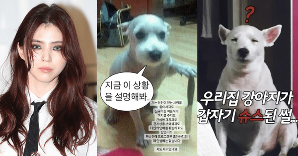 유기견이 슈퍼스타 됐다 한소희 해명 속 칼 든 강아지 짤 개 주인 등판해 자랑